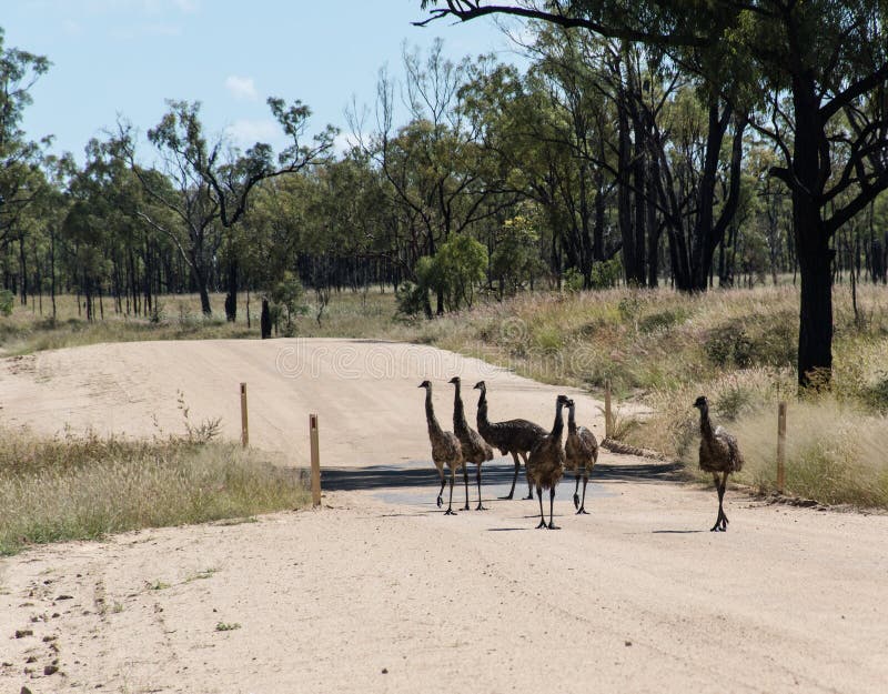 Outback Emus stock photo. Image of south, color, photograph - 10446586