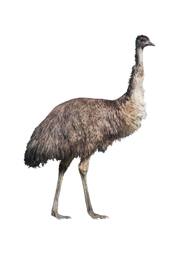 54+ Long neck emu Free Stock Photos - StockFreeImages