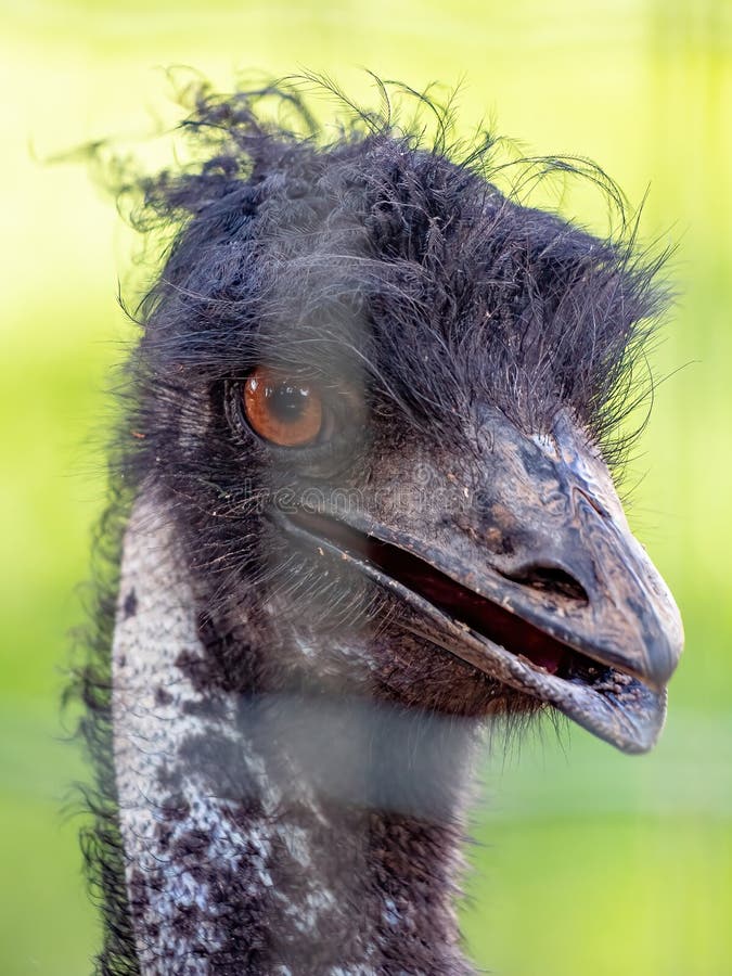 Emu imagen de archivo. Imagen de pluma, divertido, pelo - 196083735