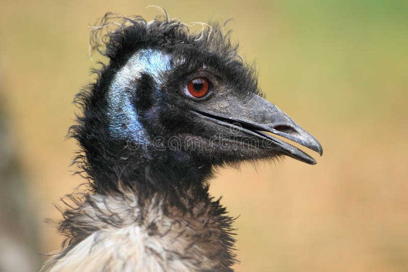 Emu detail stock photo. Image of dromaius, neck, body - 27620978
