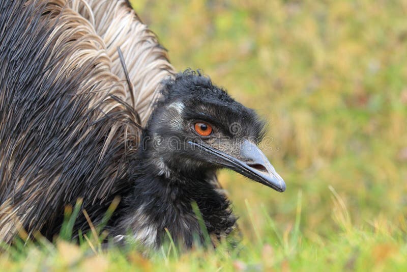 Angry Emu Stock Photos - Free & Royalty-Free Stock Photos from Dreamstime
