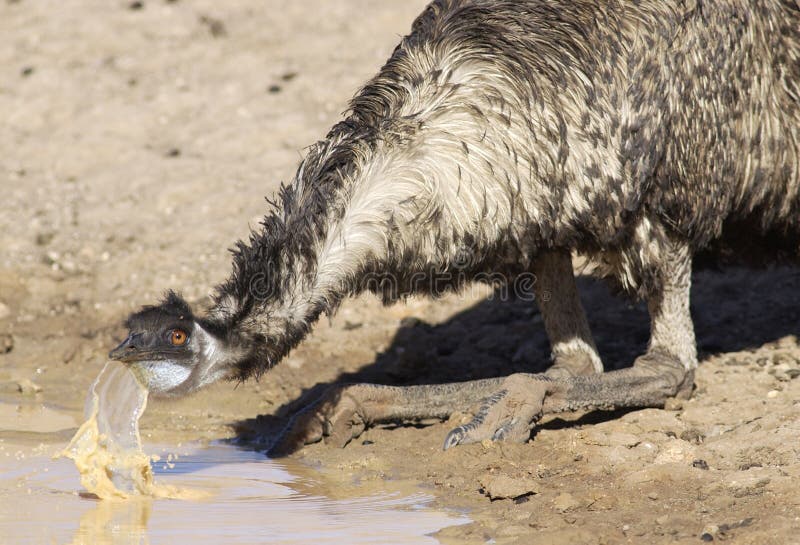 Emu drinking stock image. Image of flightless, birds - 30478599