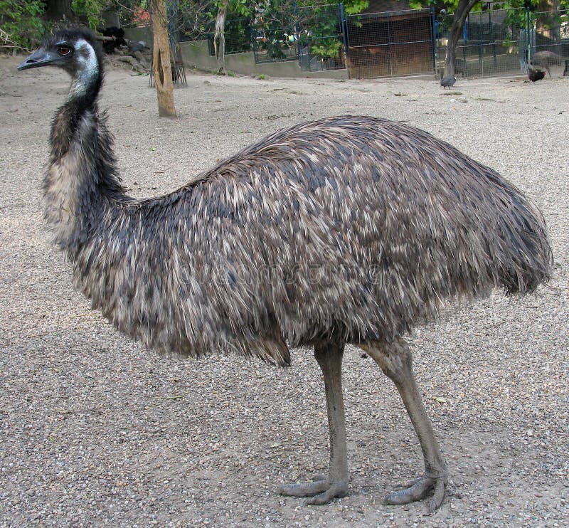 Emu (Dromaius Novaehollandiae) Stock Image - Image of novaehollandiae ...