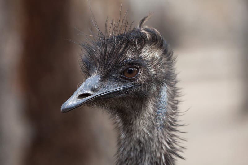 Emu U. X28; Dromaius Novaehollandiae& X29; Stockfoto - Bild von ...