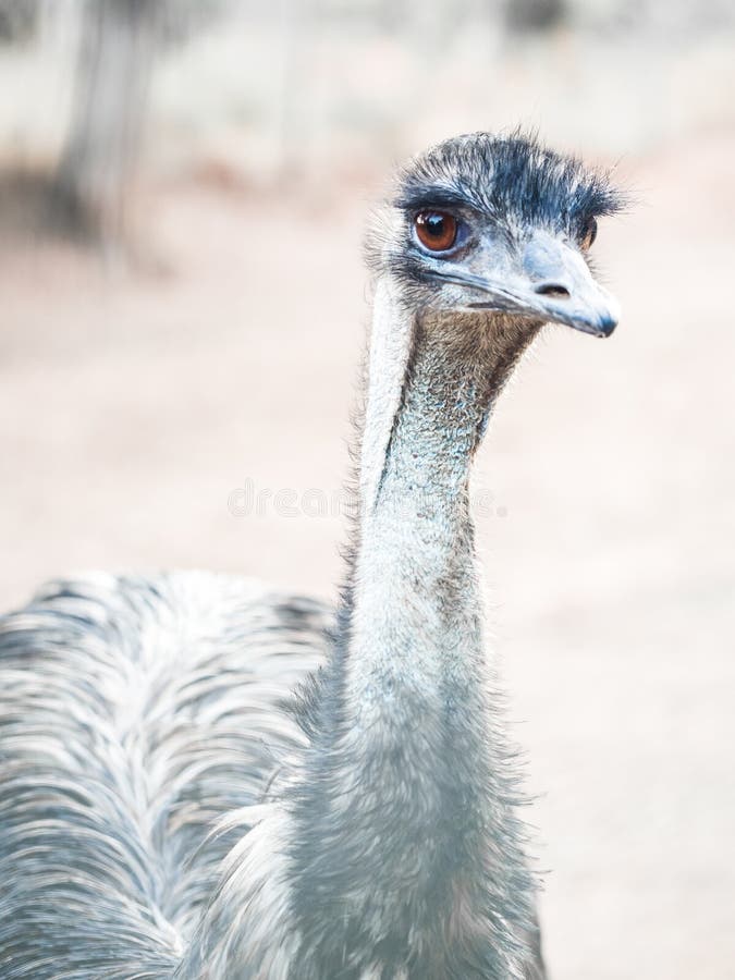 Emu Dromaius Novaehollandiae, the Second-largest Living Bird by Height ...
