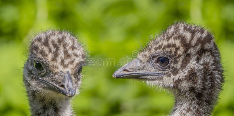 Emu Dromaius Novaehollandiae Small Chickens Stock Photo - Image of bird ...