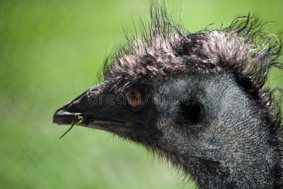 Emu eating grass stock image. Image of green, novaehollandiae - 16582175