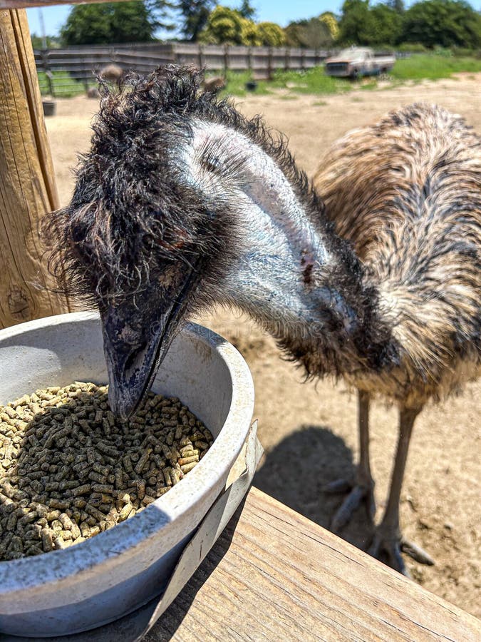 Emu Eating stock image. Image of farm, ugly, beak, bowl - 286985183