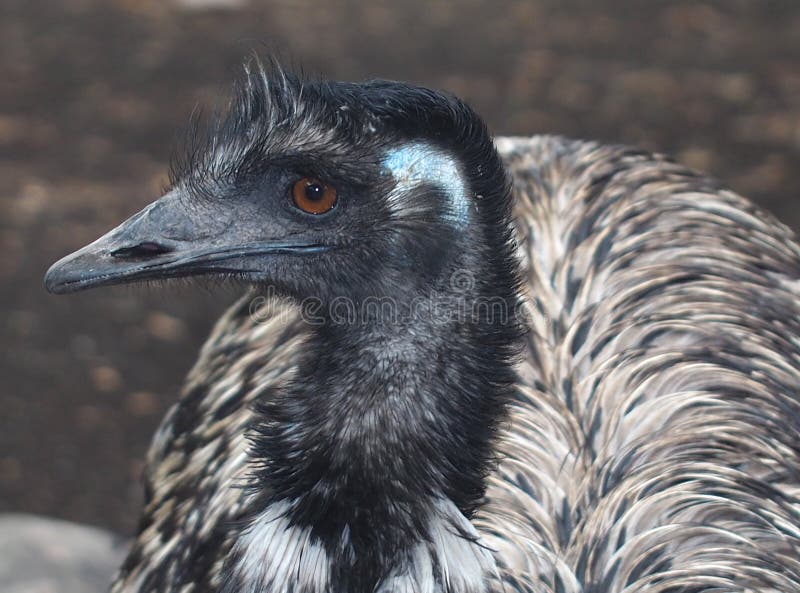 Emu stock image. Image of strong, fast, plumage, avian - 58093649