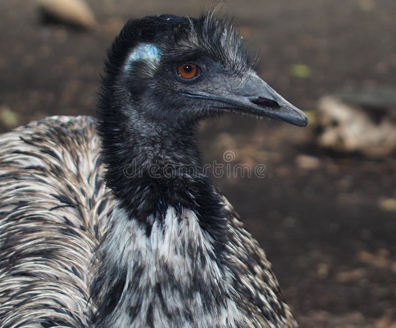 Emu stock photo. Image of casuariiformes, fast, feathers - 58093656