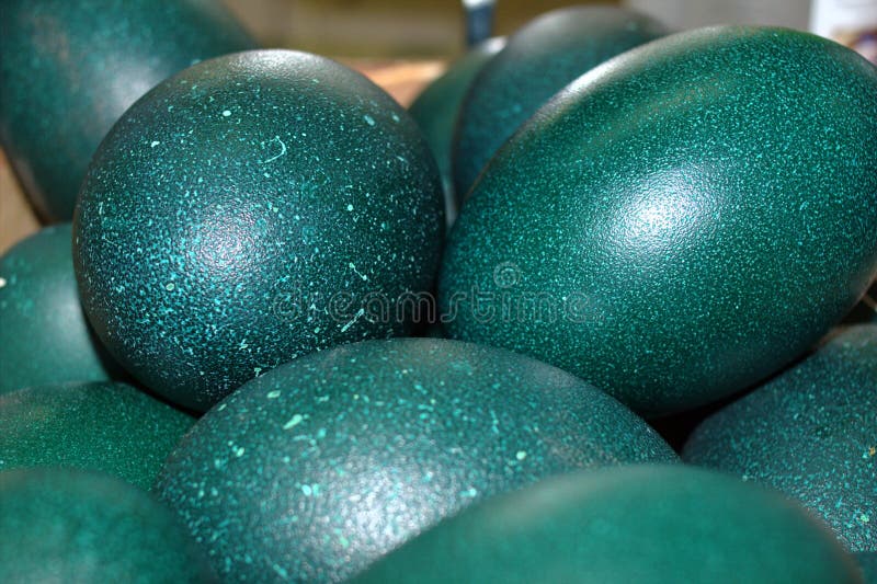 Easter emu egg stock image. Image of white, green, easter - 8828265