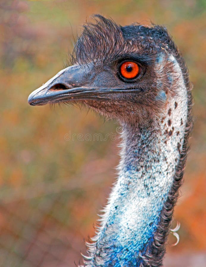 Emu Eye in Adelaide South Australia Stock Image - Image of orange ...