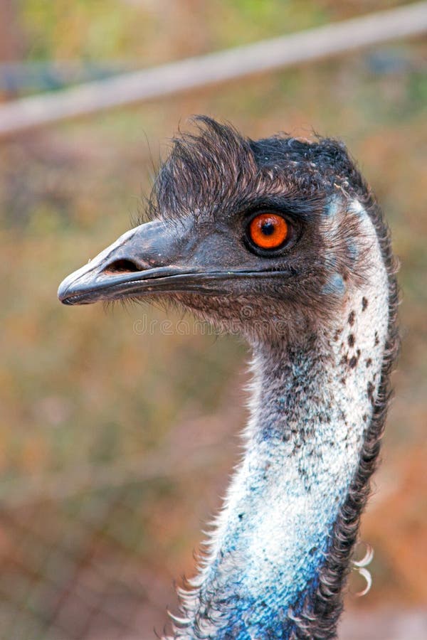 Eye of an emu stock photo. Image of ornithological, flightless - 11690634