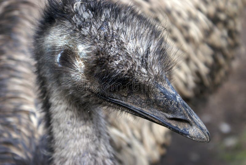 Emu Face stock photo. Image of ostrich, bird, native, emus - 4536