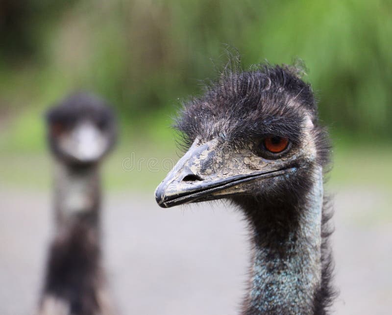Emu Face in a Farm stock image. Image of funny, face - 80936509