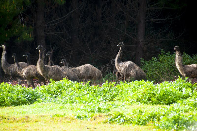 Emu Family in the Wild stock image. Image of brown, family - 231931343
