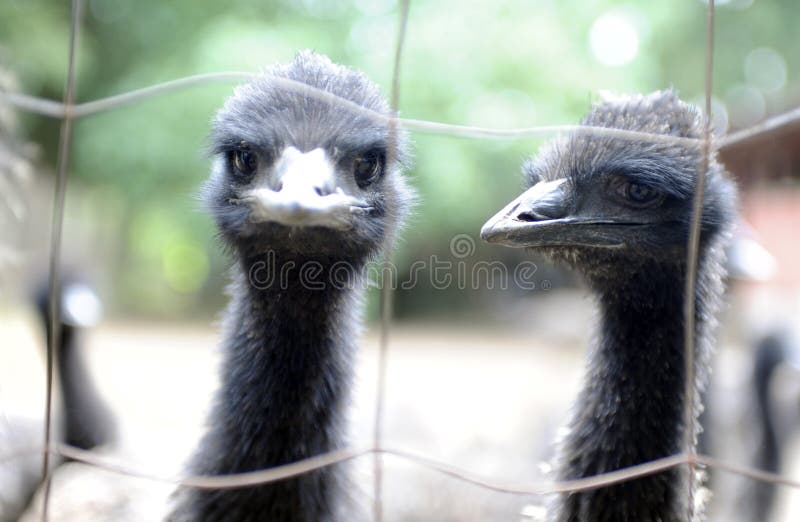 Emu Farm stock photo. Image of emus, pacific, farm, america - 23846870