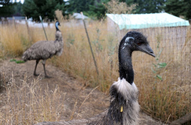 Emu Farm stock photo. Image of emus, northwest, birds - 23846866