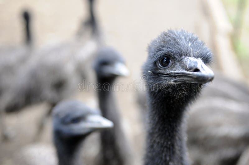 Emu Farm stock photo. Image of washington, states, avians - 48838092