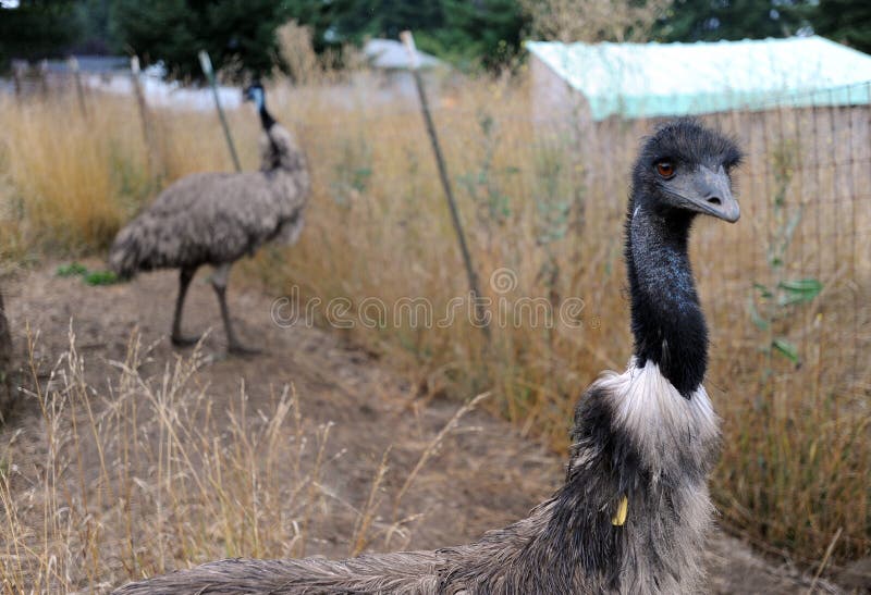 Emu Farm stock photo. Image of farm, emus, birds, america - 19126862