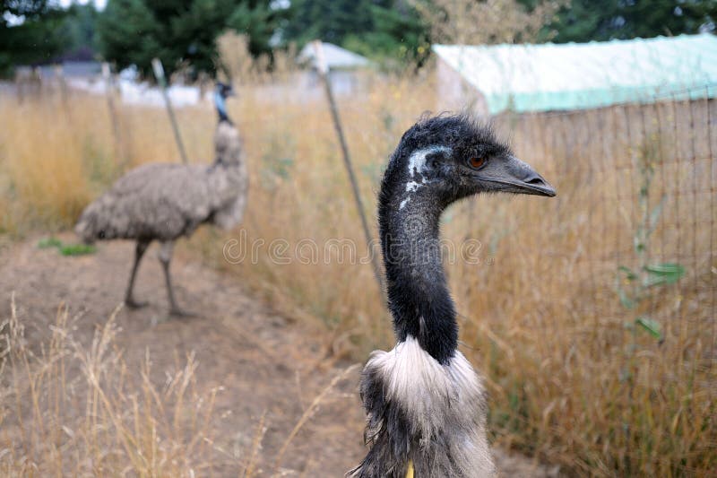 Emu Farm stock photo. Image of farm, emus, birds, america - 19126862