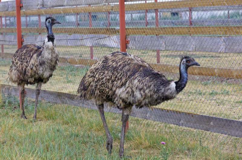 Emu Farm in their growing stock photo. Image of female - 42780358