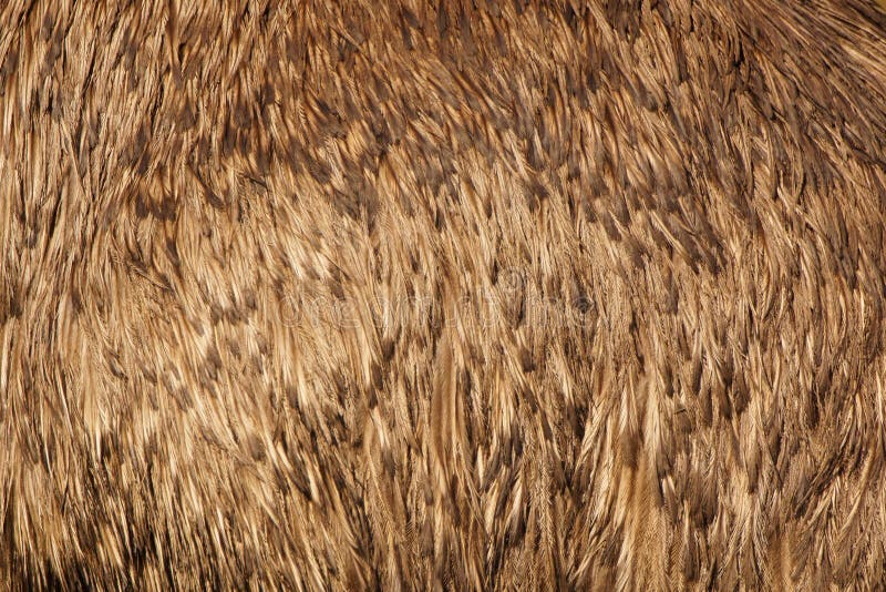 Emu feathers stock image. Image of natural, bird, animals - 27970259