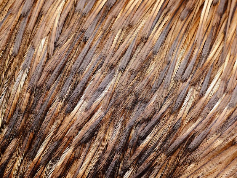 Emu feathers up close stock image. Image of texture, nature - 85676951