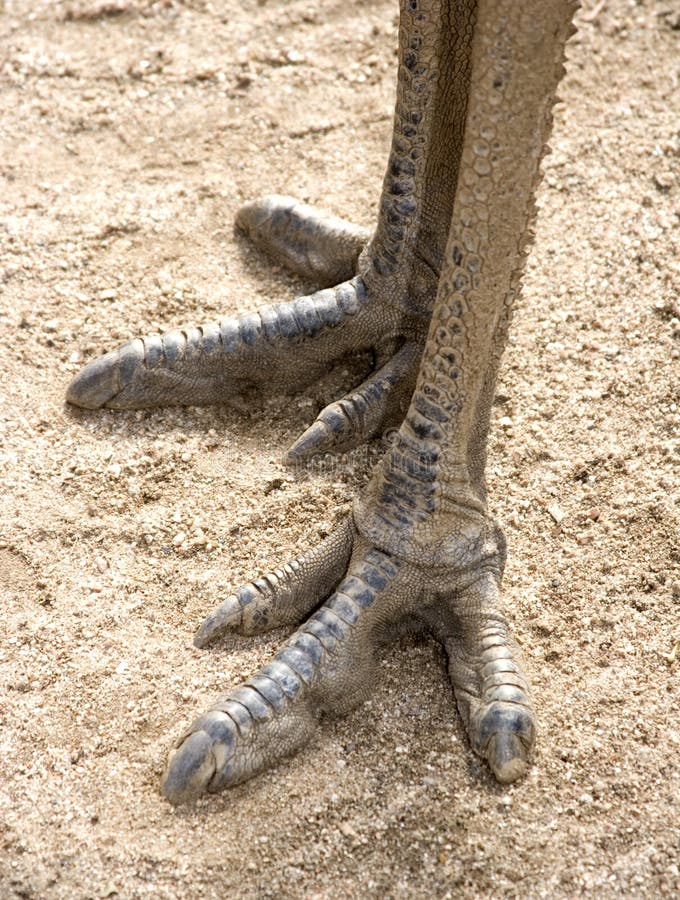 Emu feet stock image. Image of close, bird, dirt, three - 9165981