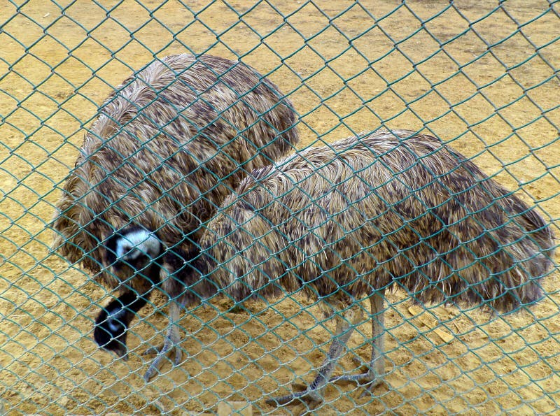 154 Emu Running Stock Photos - Free & Royalty-Free Stock Photos from ...