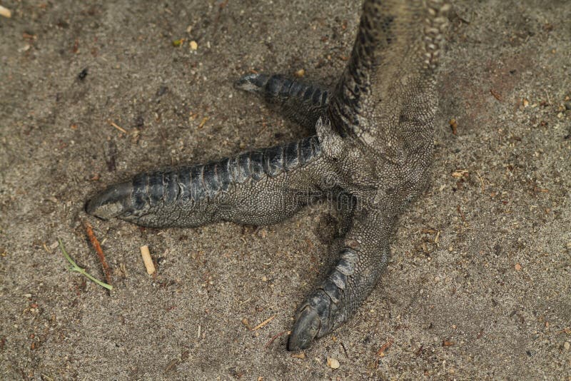 Emu Foot stock photo. Image of skin, lizard, toes, native - 32856098