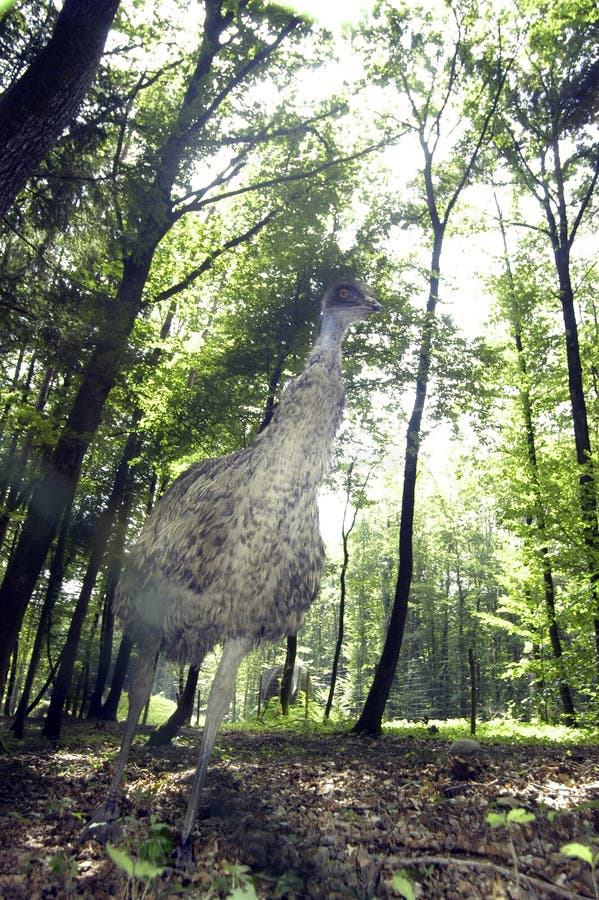 Emu in a forest stock image. Image of platypus, species - 212483383