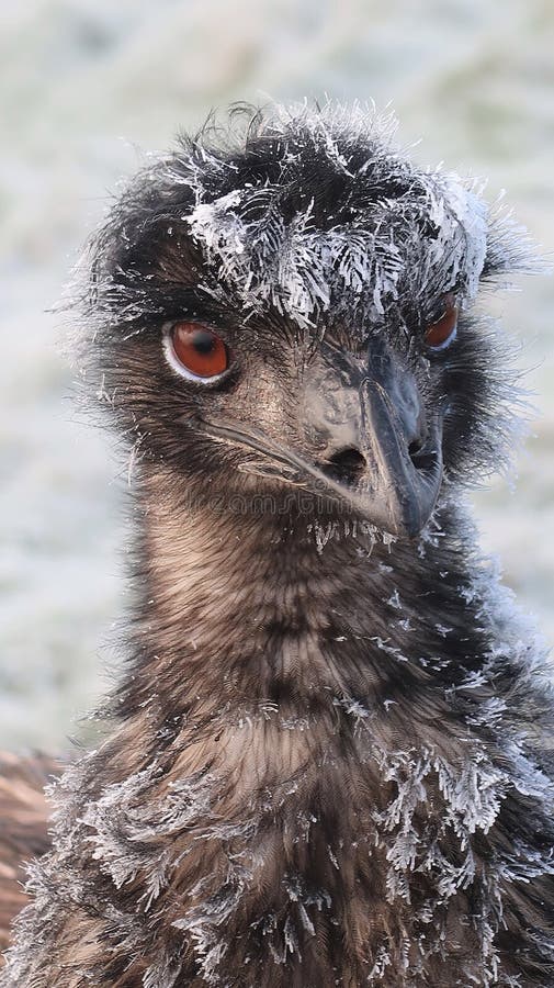 Emu with Frost on Its Feathers. Stock Image - Image of head, frost ...