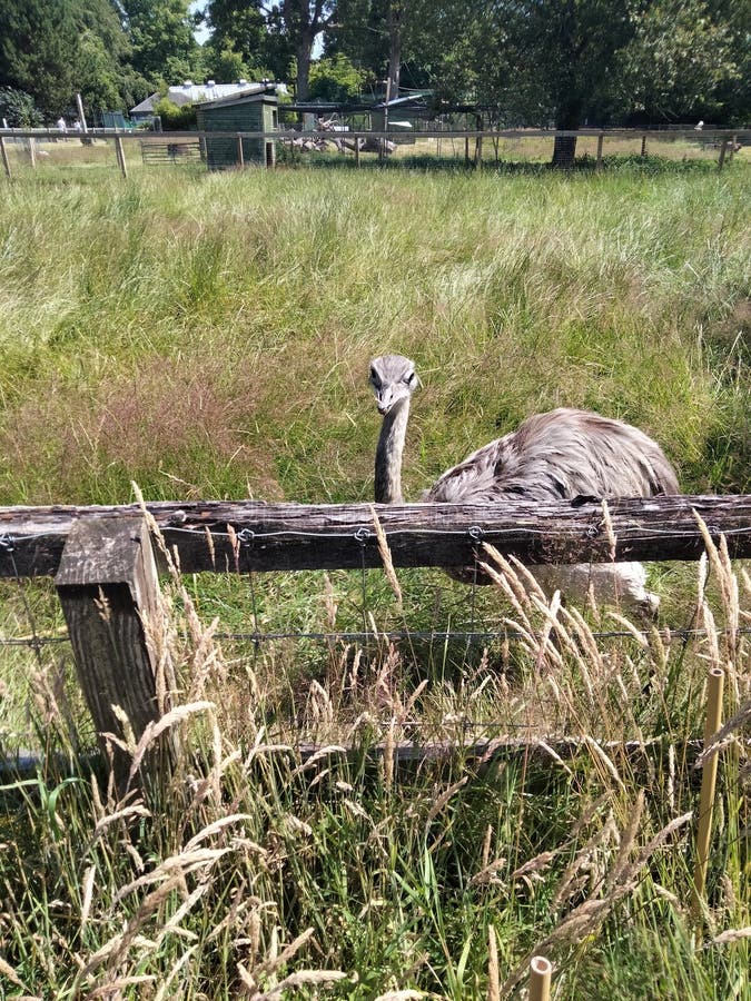 Emu Funny Cute Animal Weird Stock Photo - Image of cute, funny: 283674496