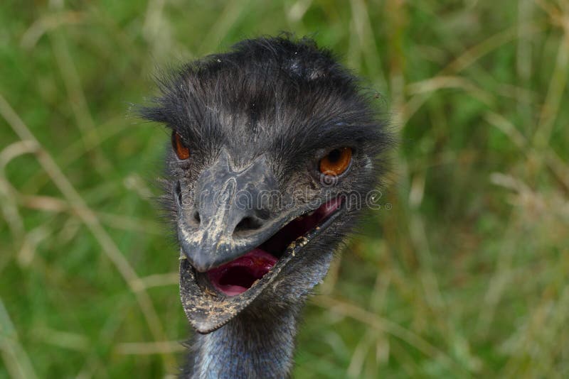 Funny Emu Stock Images - Download 1,907 Royalty Free Photos