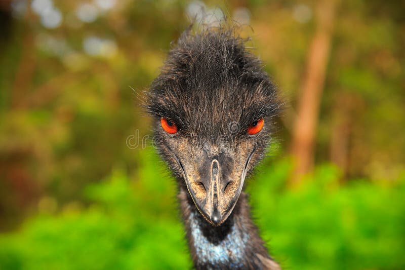 Emu stock photo. Image of emus, farm, fuzzy, bird, green - 37687426