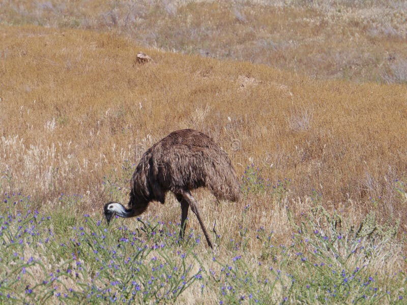 Emu on the grass stock image. Image of wild, nomadic - 36378473