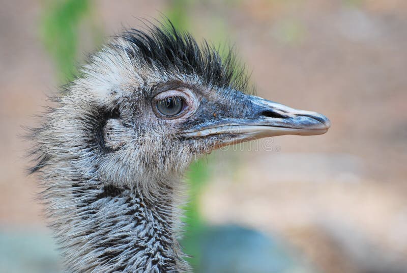 Emu Head stock photo. Image of thin, feathers, neck, tall - 25946160