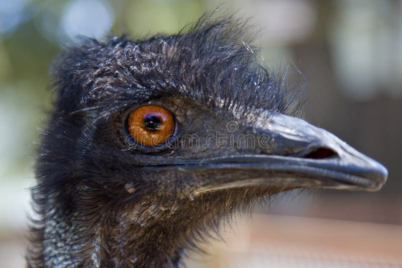 Emu head stock photo. Image of curiosity, wild, head, ostrich - 9685630