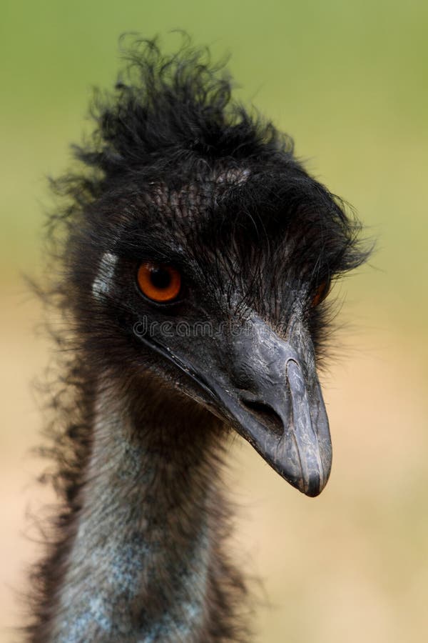 Emu Head, Australia stock photo. Image of portrait, hairy - 23133542