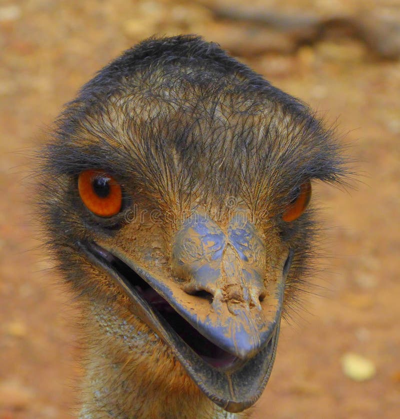 Head of emu with open beak stock image. Image of english - 194033611