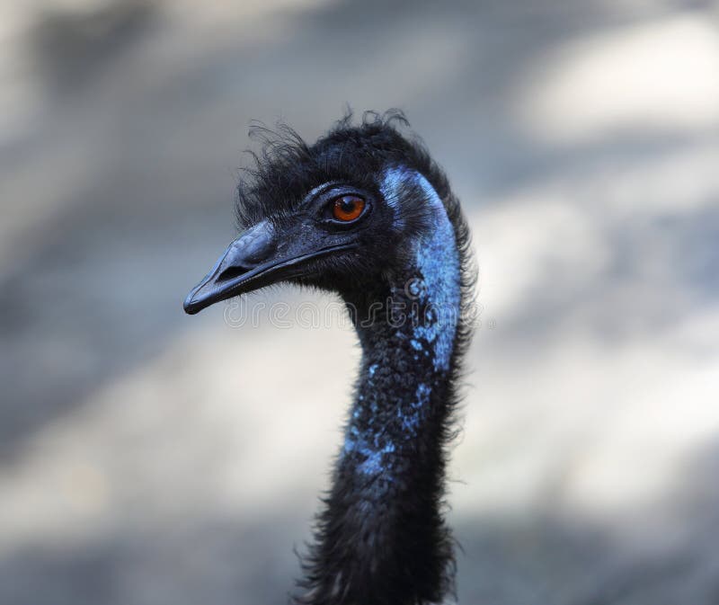Emu head stock image. Image of aviary, nature, endangered - 72371633