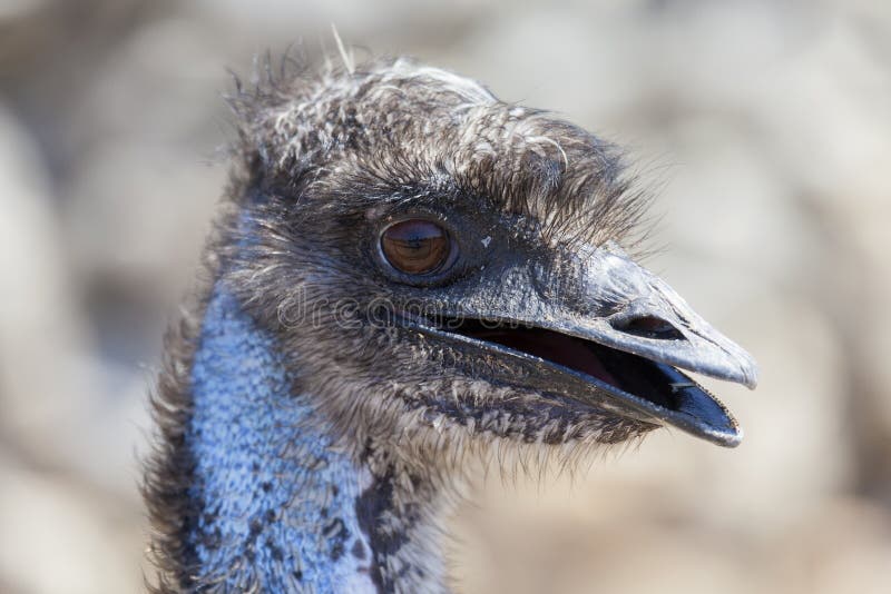Emu head stock image. Image of curiosity, nature, australia - 54876721