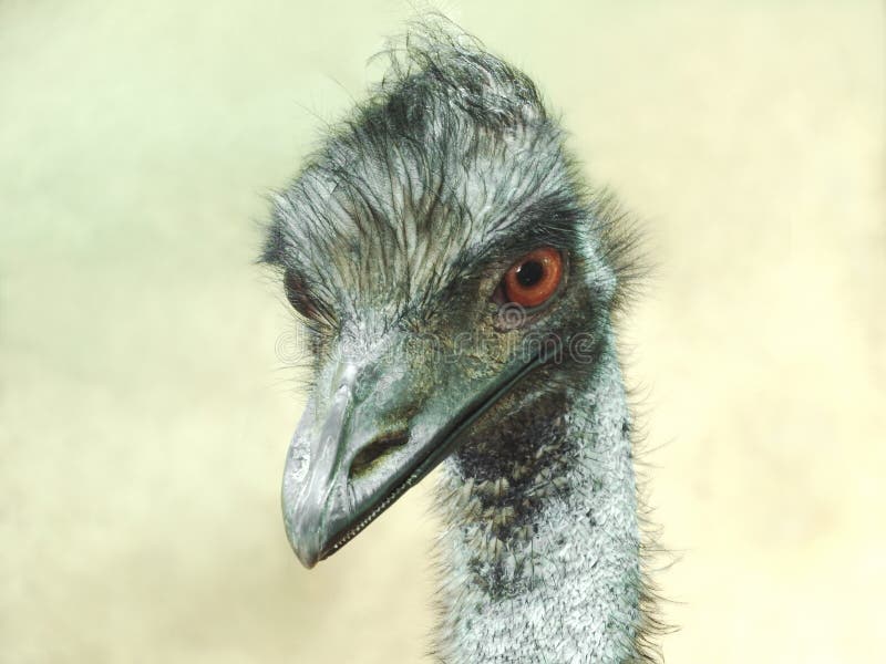 Emu head, full-face stock image. Image of feathers, view - 71406709
