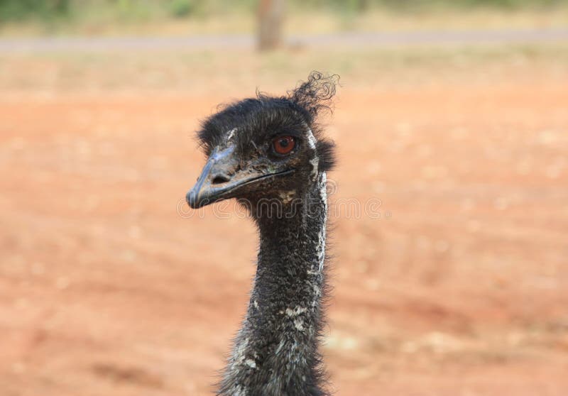 Emu Head Shoot, Flightless Bird Stock Image - Image of feathers ...