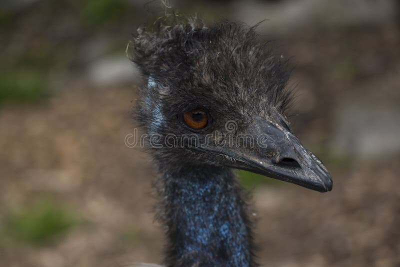 Emu Head Shot stock photo. Image of flightless, australia - 102813312