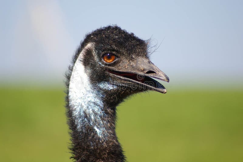 Emu Head Smiling stock image. Image of animal, aviary - 50057225