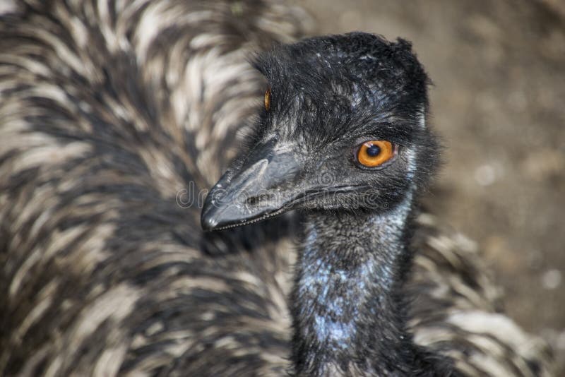 Emu head up close stock photo. Image of face, nature - 120137972