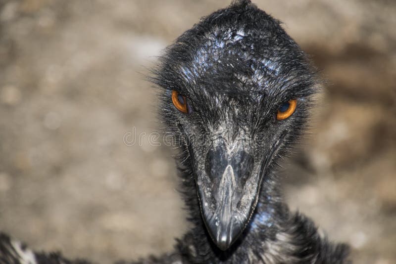 Emu head up close stock photo. Image of nature, green - 120138060
