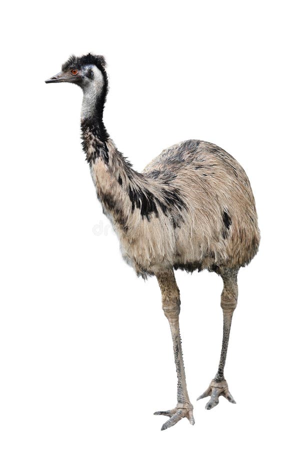 11,314 Emu Stock Photos - Free & Royalty-Free Stock Photos from Dreamstime